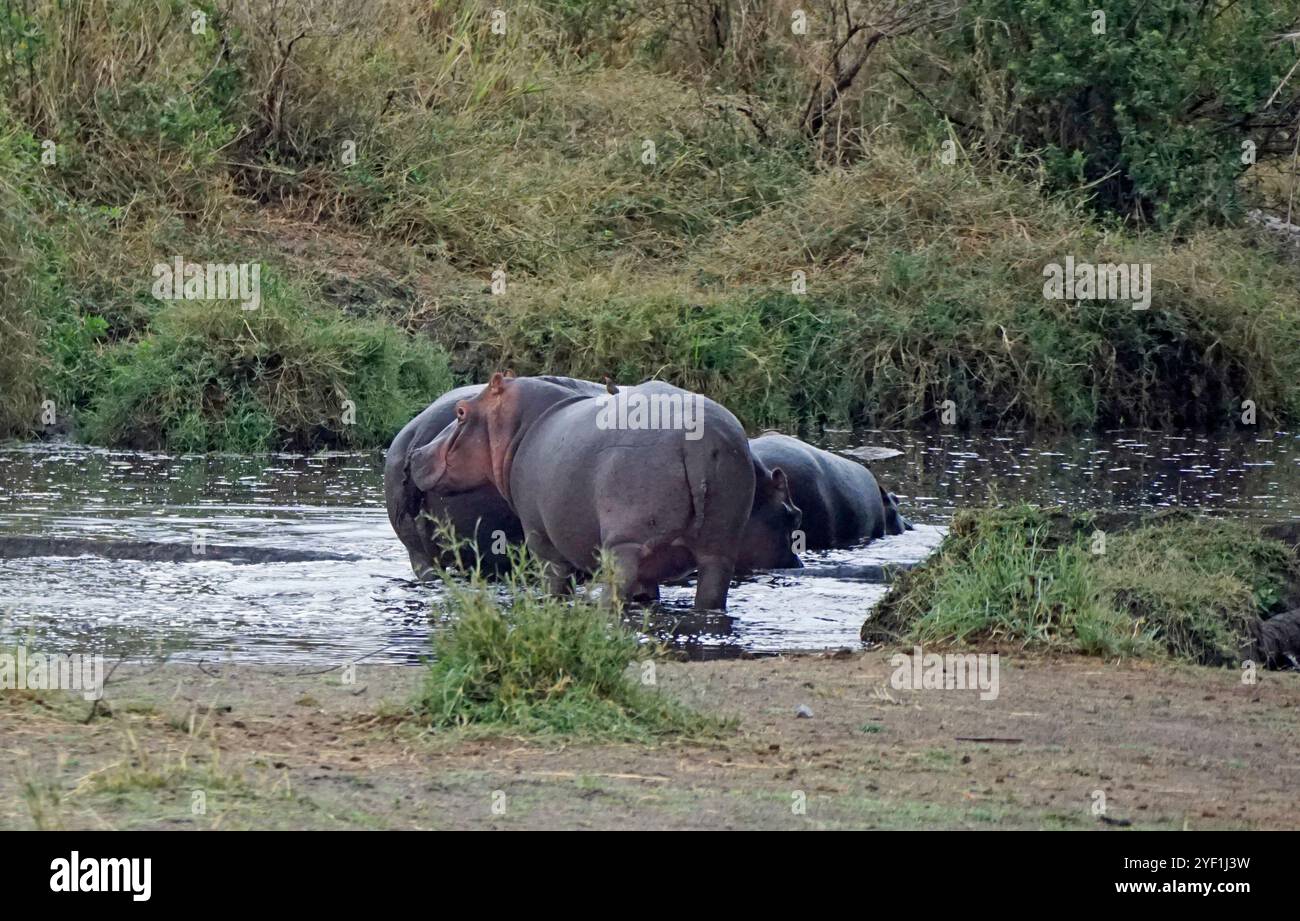 huge hippo in the serengeti park in tanzania Stock Photo - Alamy