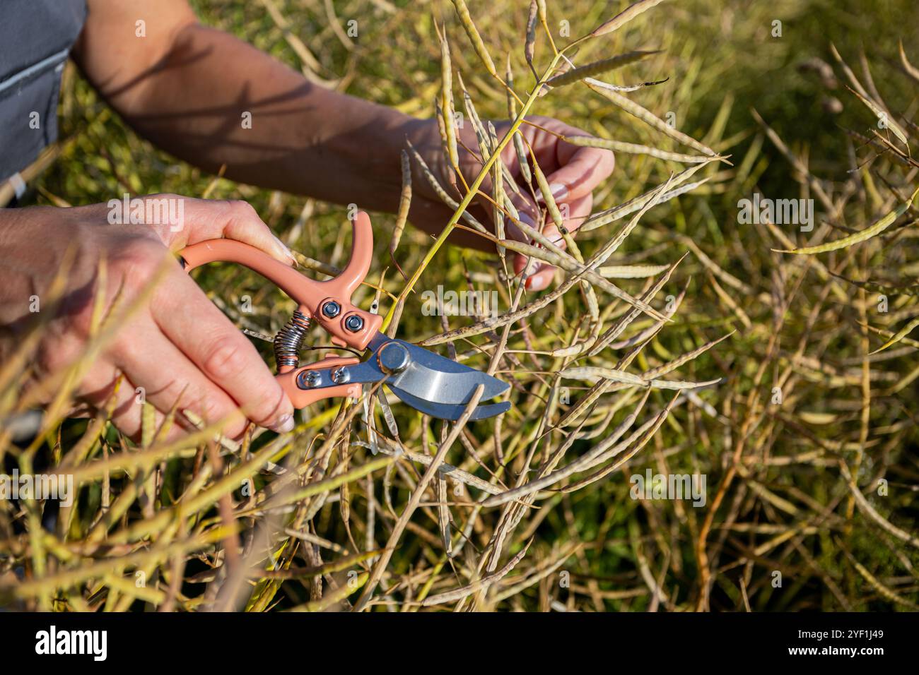 Exploring Effective Harvesting Techniques for Implementing Sustainable ...