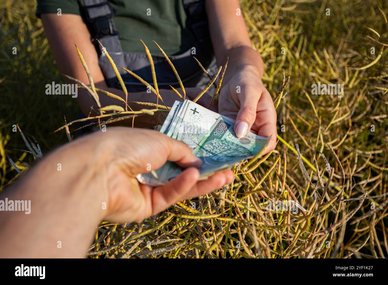 A Look at Currency Exchange in Nature A Significant Transaction Moment ...