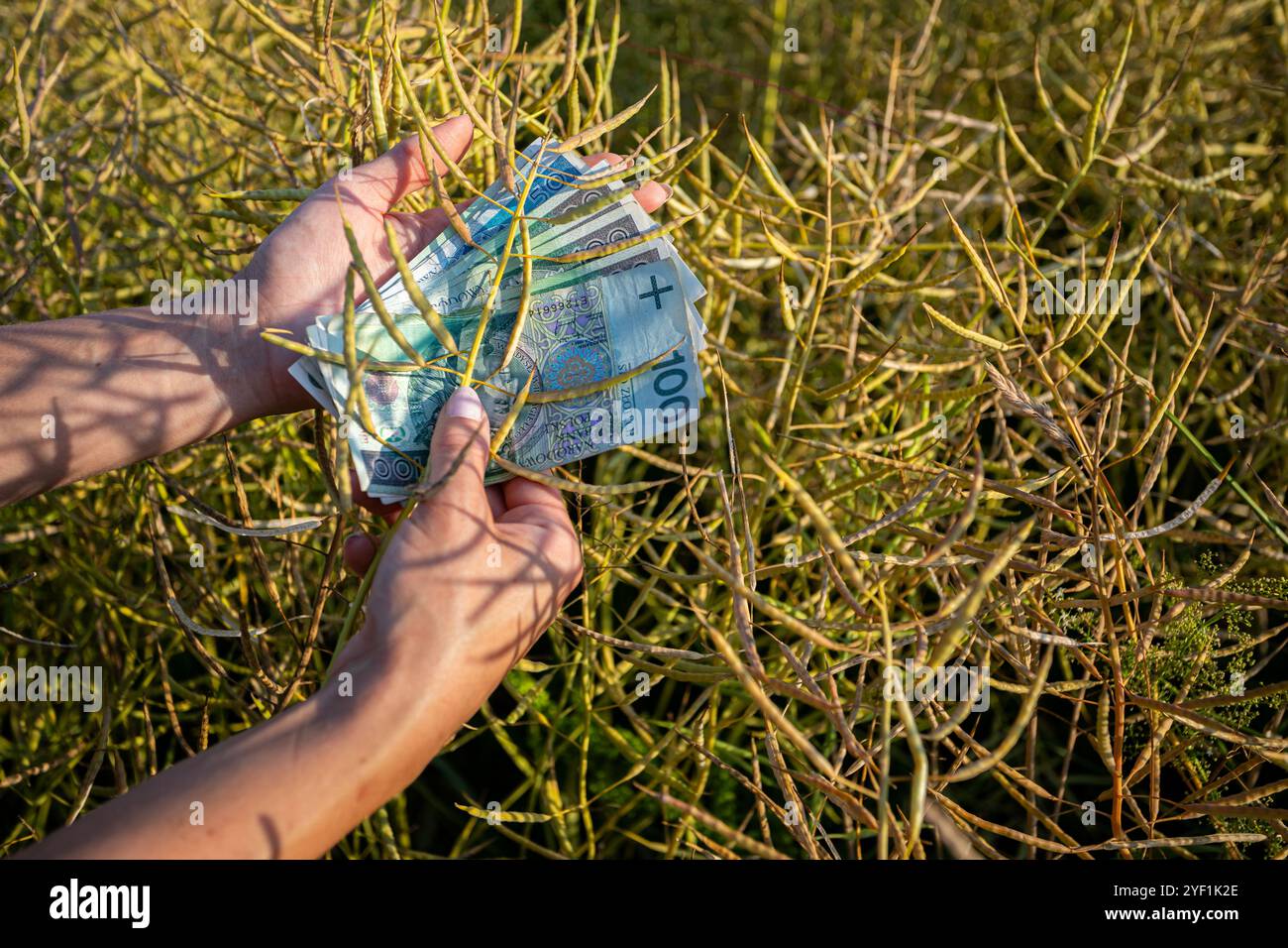 Financial Harvest Discovering Wealth and Money Within Natures Bounty ...