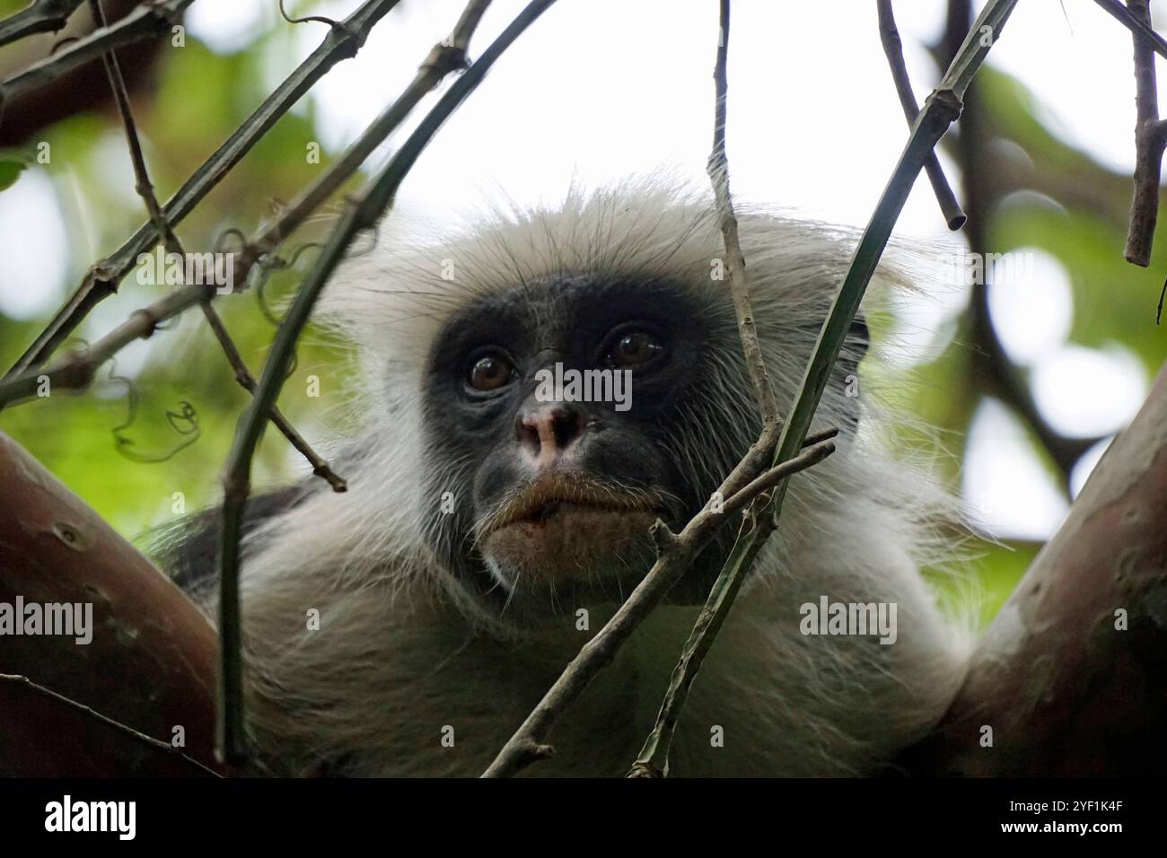 zanzibar red colobus monkey (Piliocolobus kirkii Stock Photo - Alamy