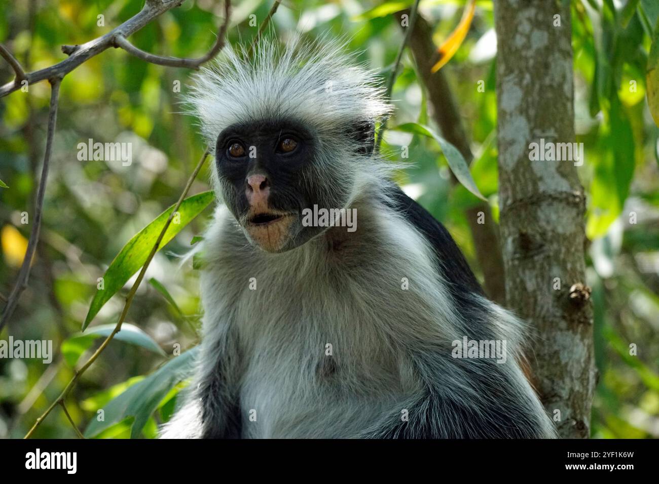 zanzibar red colobus monkey (Piliocolobus kirkii Stock Photo - Alamy zanzibar red colobus monkey (Piliocolobus kirkii Stock Photo - Alamy