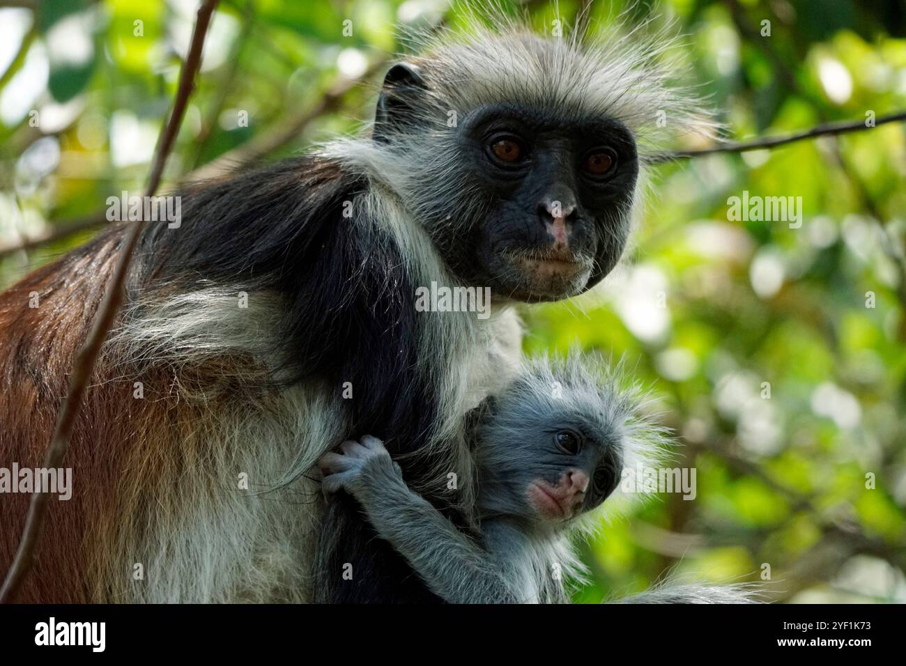 zanzibar red colobus monkey (Piliocolobus kirkii Stock Photo - Alamy zanzibar red colobus monkey (Piliocolobus kirkii Stock Photo - Alamy