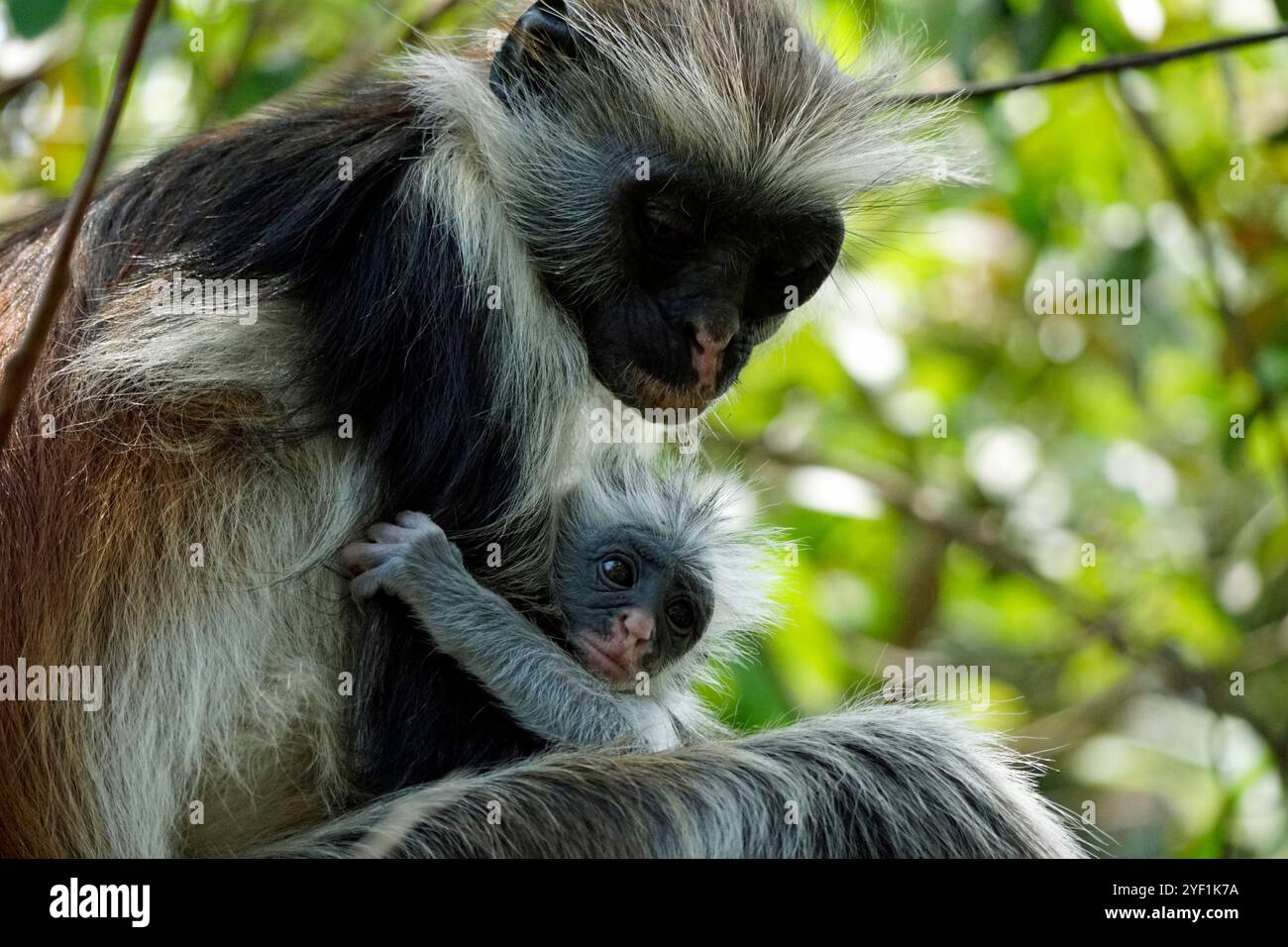 zanzibar red colobus monkey (Piliocolobus kirkii Stock Photo - Alamy