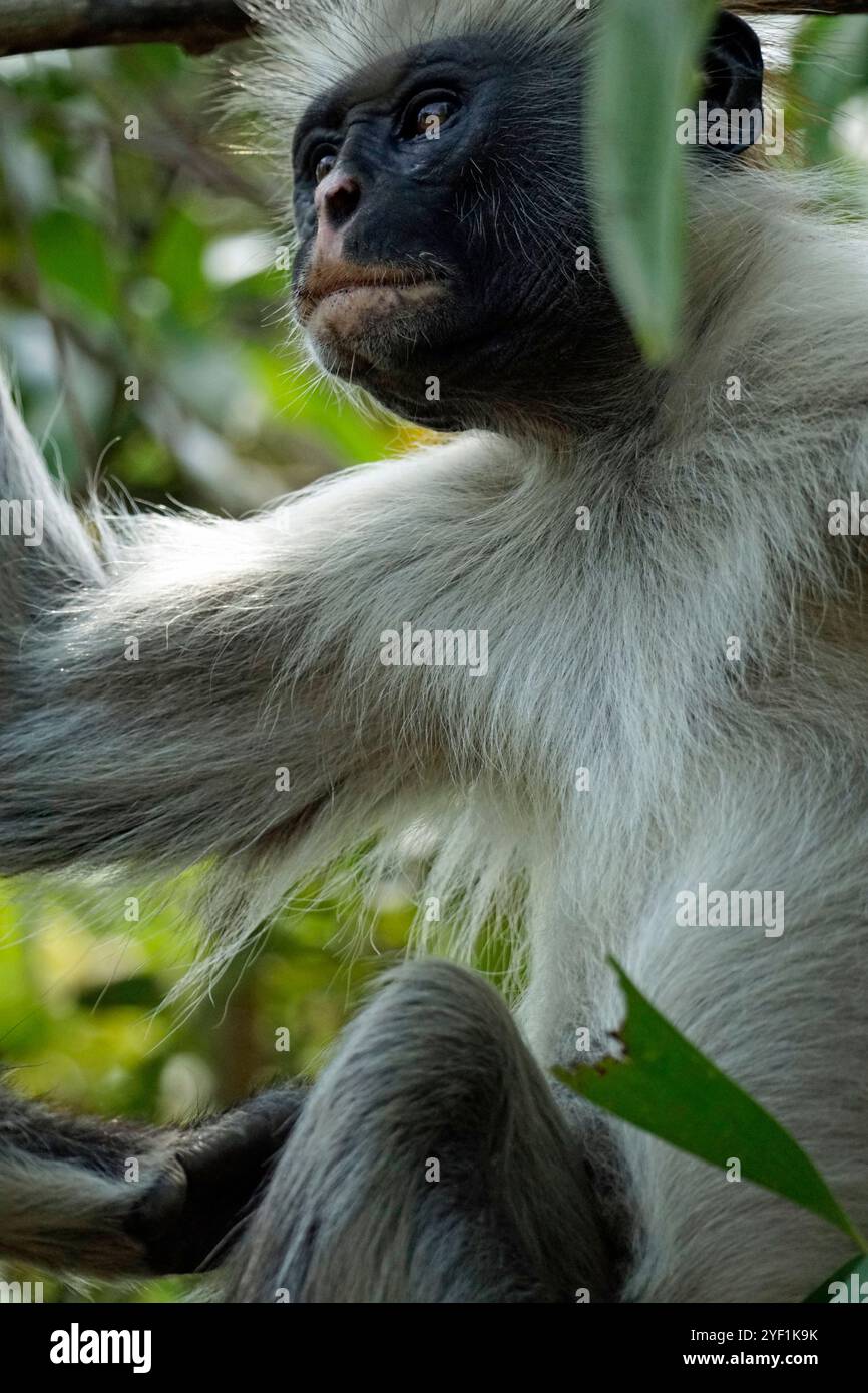 zanzibar red colobus monkey (Piliocolobus kirkii Stock Photo - Alamy
