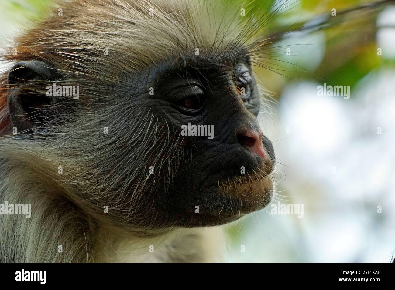 zanzibar red colobus monkey (Piliocolobus kirkii Stock Photo - Alamy