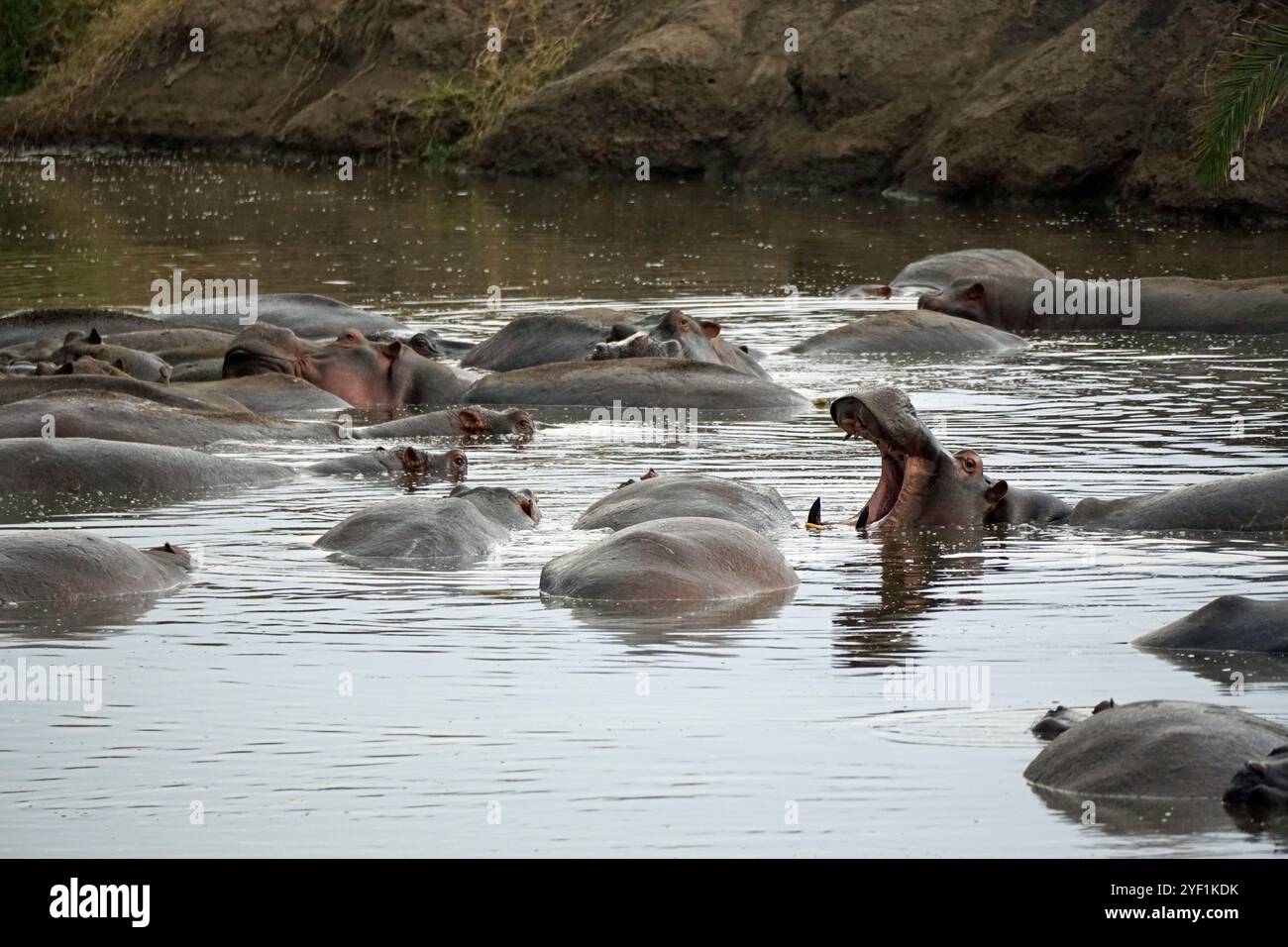 Retina hippo pool hi-res stock photography and images - Alamy