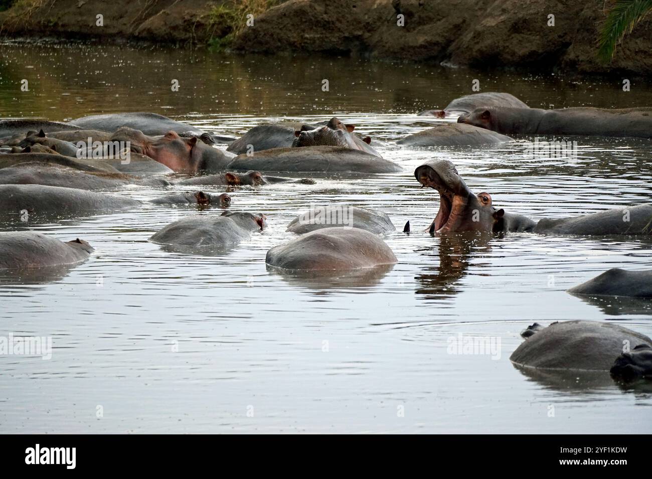 Retina hippo pool hi-res stock photography and images - Alamy