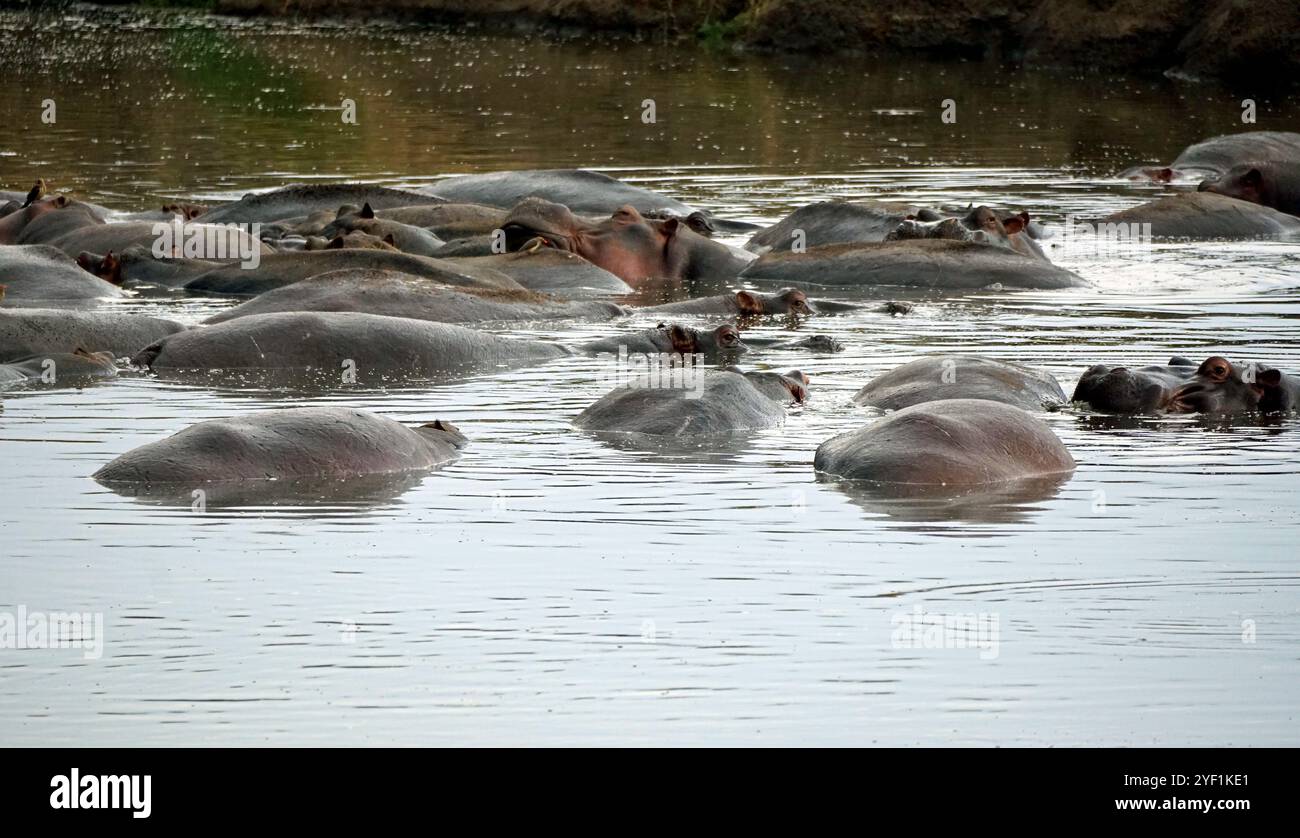 Retina hippo pool hi-res stock photography and images - Alamy