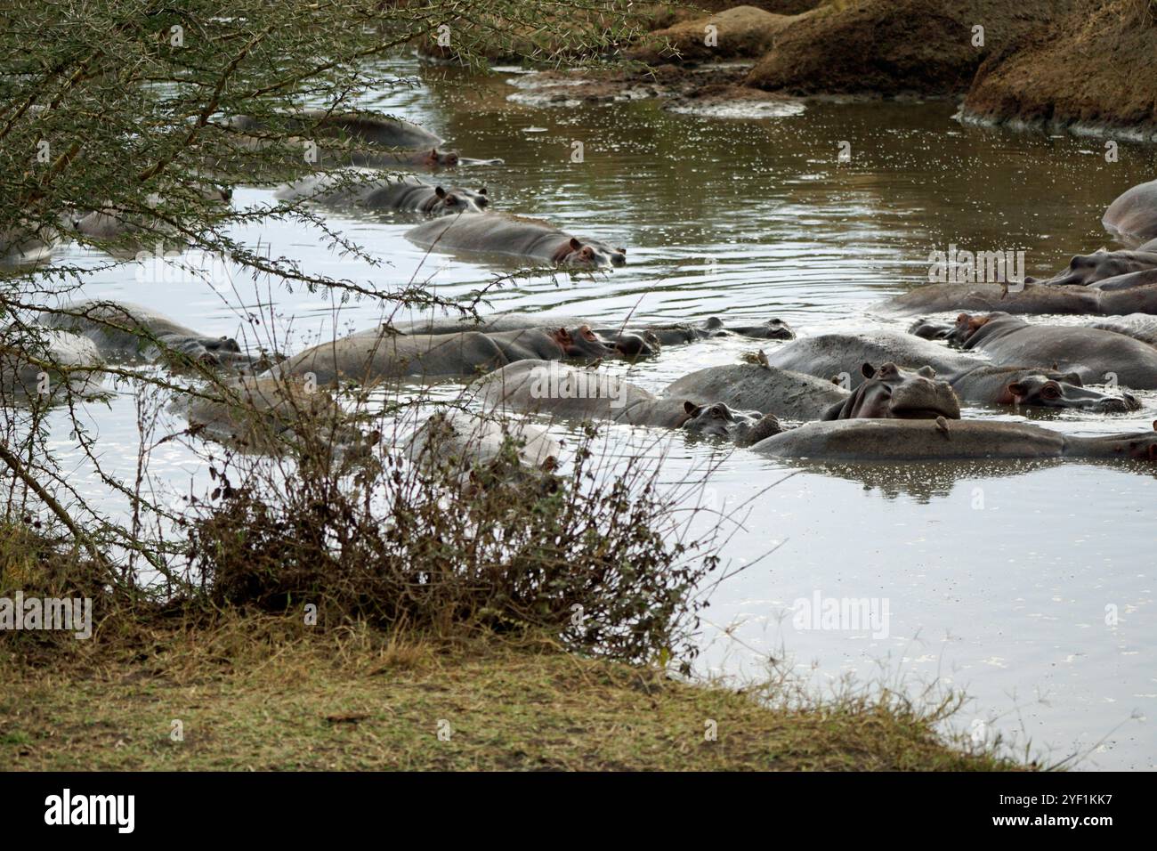 Retina hippo pool hi-res stock photography and images - Alamy