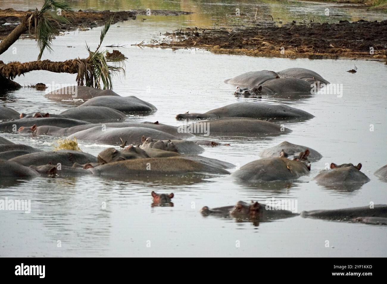 Retina hippo pool hi-res stock photography and images - Alamy