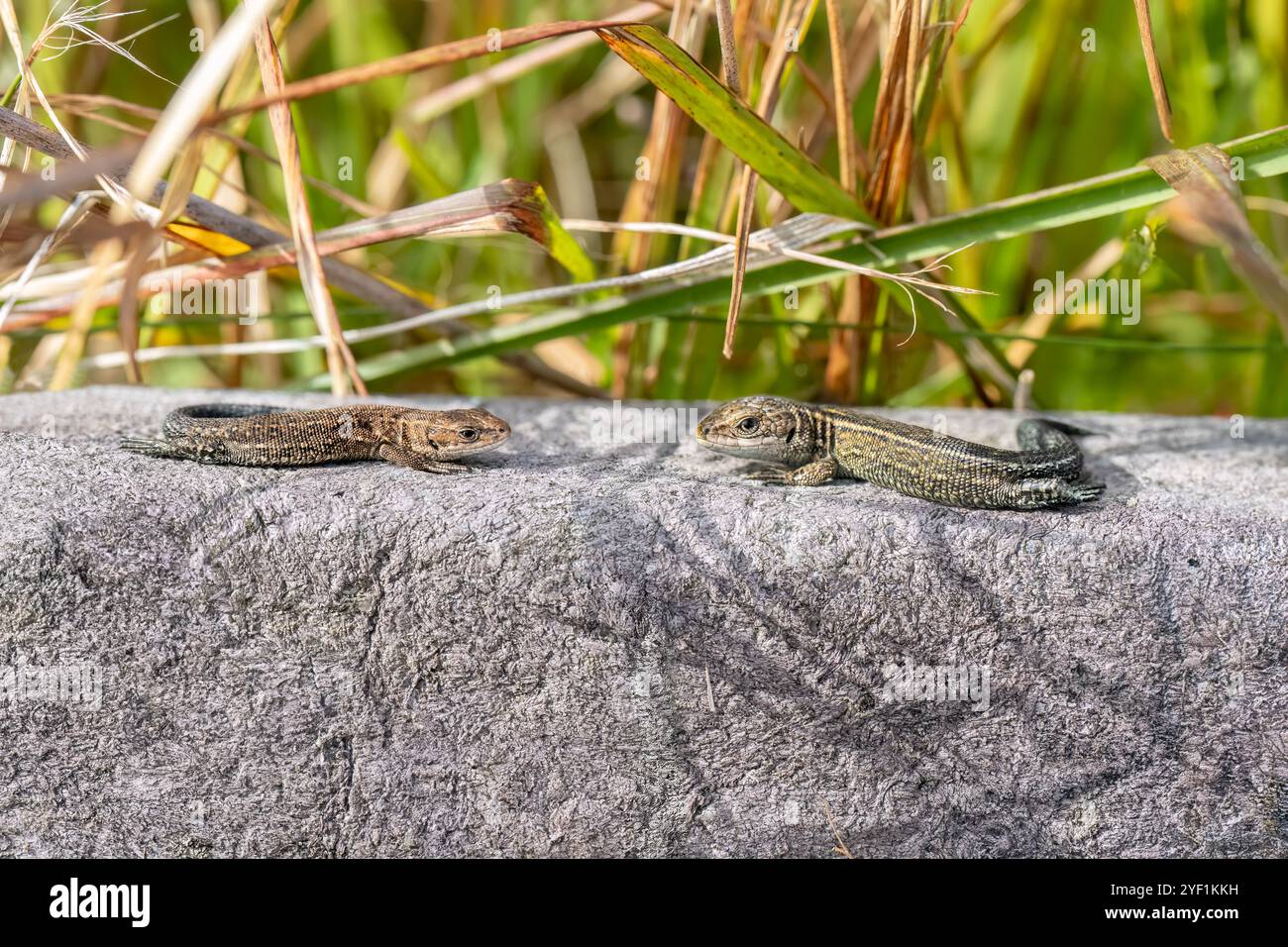 Green wall lizards uk hi-res stock photography and images - Alamy