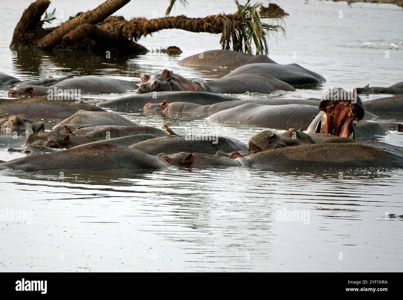 Retina hippo pool hi-res stock photography and images - Alamy