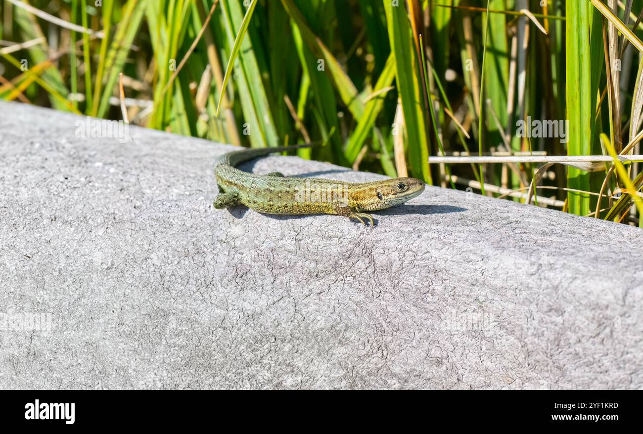 Common lizard scotland hi-res stock photography and images - Alamy