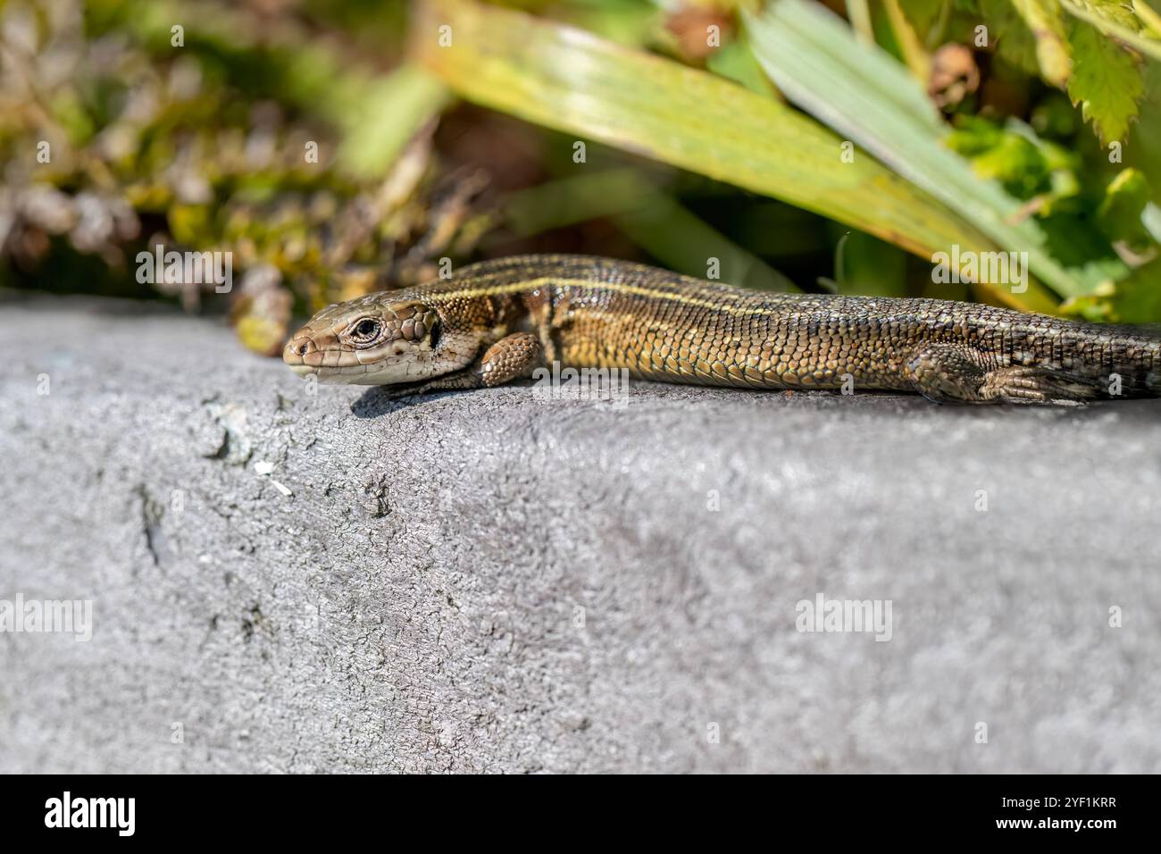 Common lizard scotland hi-res stock photography and images - Alamy