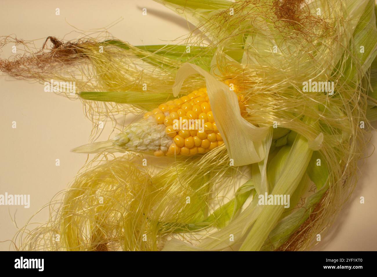 Corn on the cob with corn silk on a bright background Stock Photo - Alamy