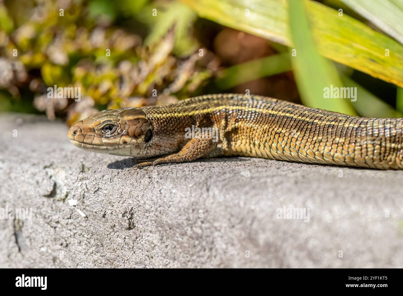 Common lizard scotland hi-res stock photography and images - Alamy