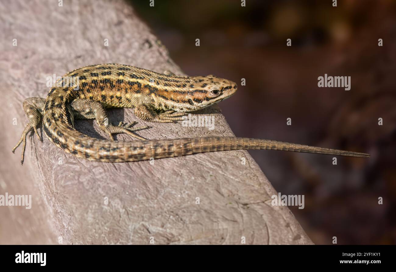 Common lizard scotland hi-res stock photography and images - Alamy