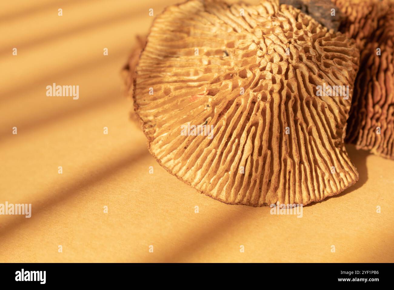 Mushroom texture hi-res stock photography and images - Alamy