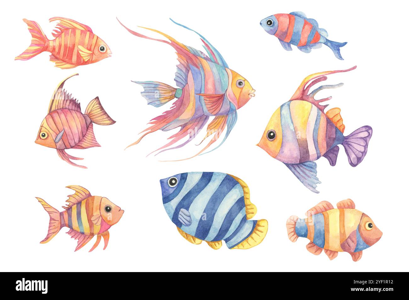 School clownfish nursery tropical fish hi-res stock photography and ...