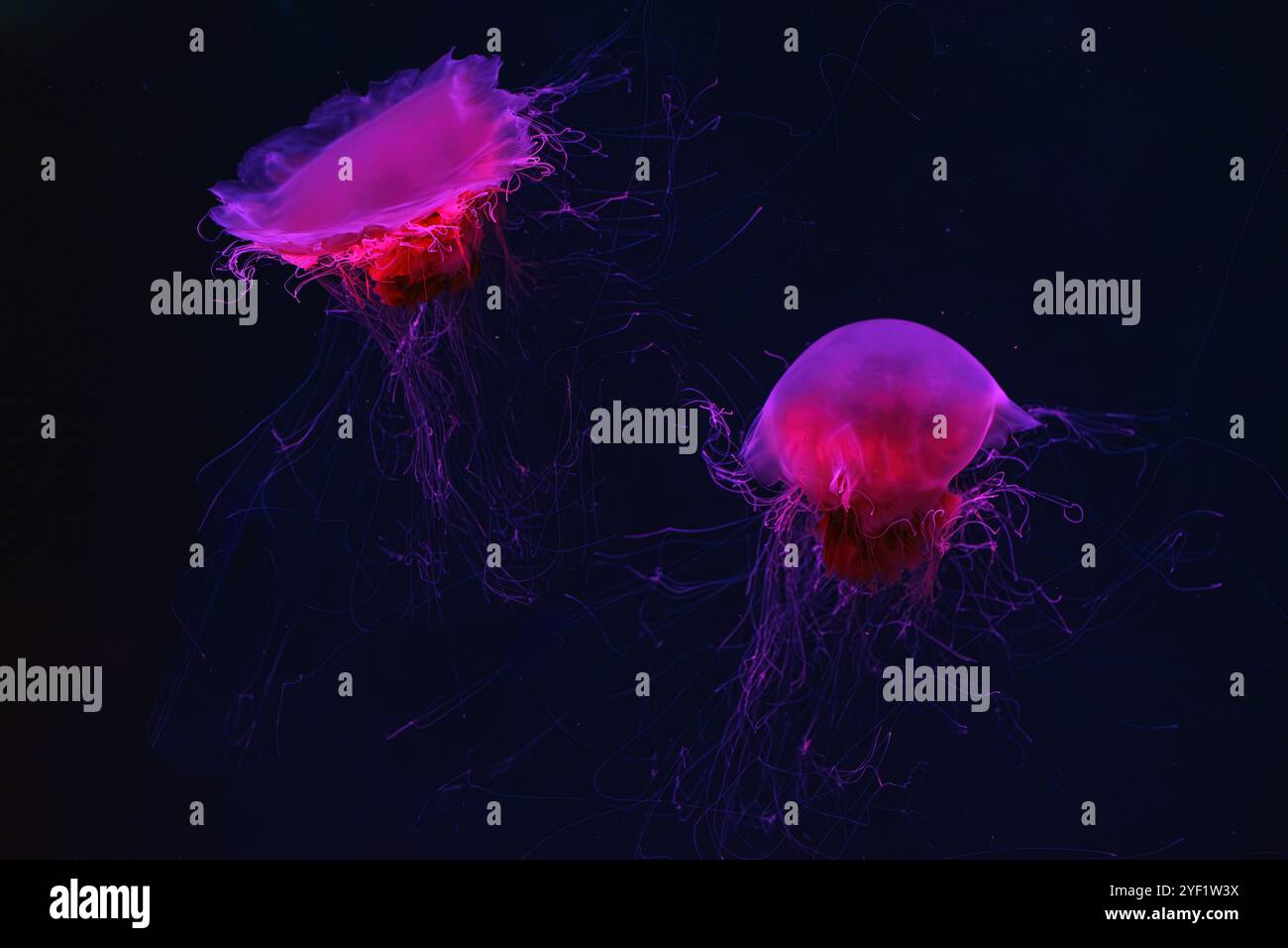 Two fluorescent jellyfish swimming underwater aquarium pool with red ...