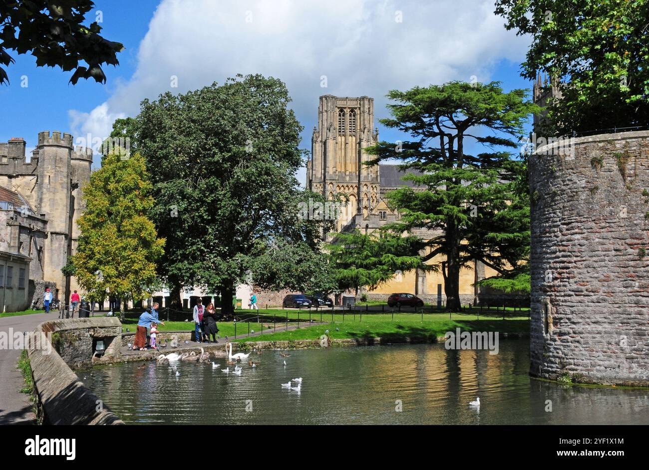Swans of wells hi-res stock photography and images - Alamy