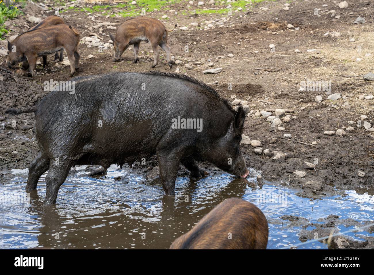 Female wild boar (Sus scrofa) standing in puddle with piglets in ...