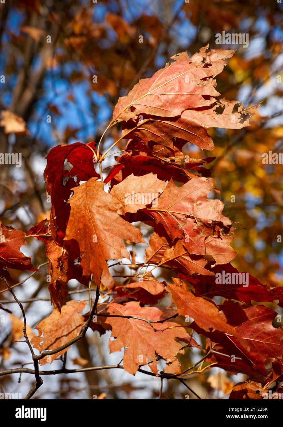 Red hues set hi-res stock photography and images - Alamy