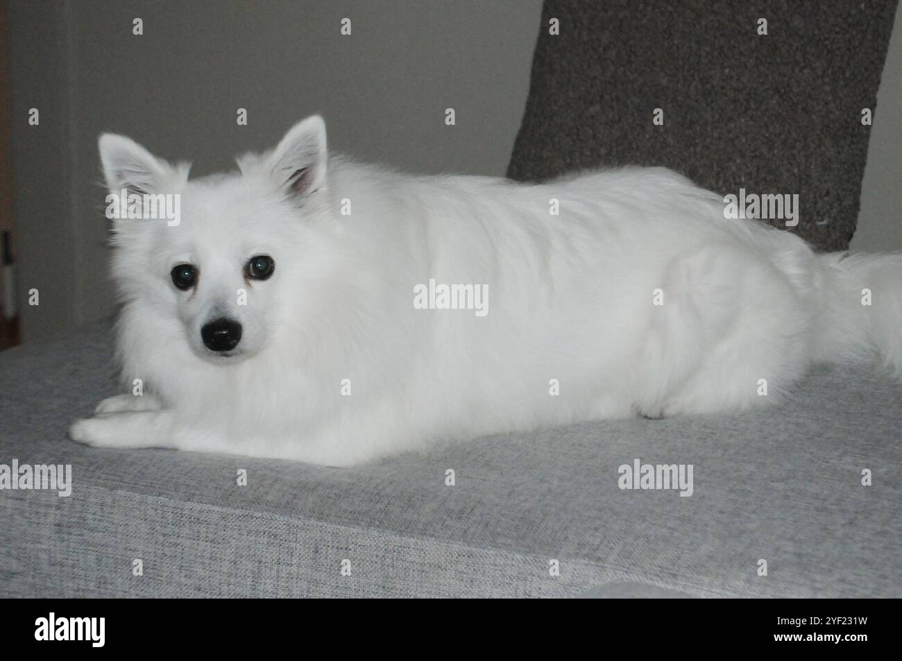 Copenhagen/ DenmarK/02 November 2024/ Dog animal pets in Copenhagen ...