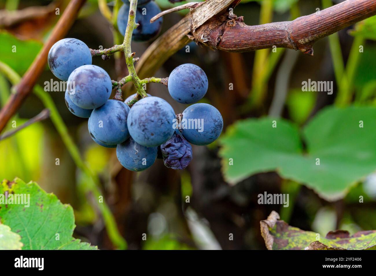 The light shines through the leaves, illuminating the bunches of grapes ...