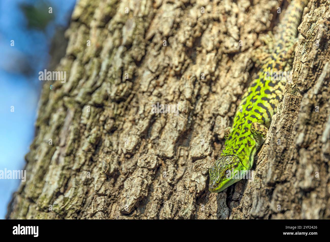 Ruin lizard podarcis siculus hi-res stock photography and images - Alamy
