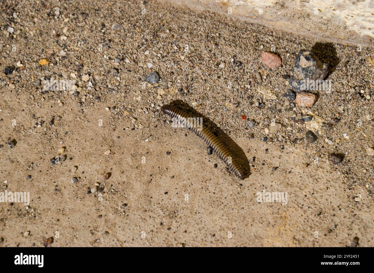 Myriapod hi-res stock photography and images - Alamy