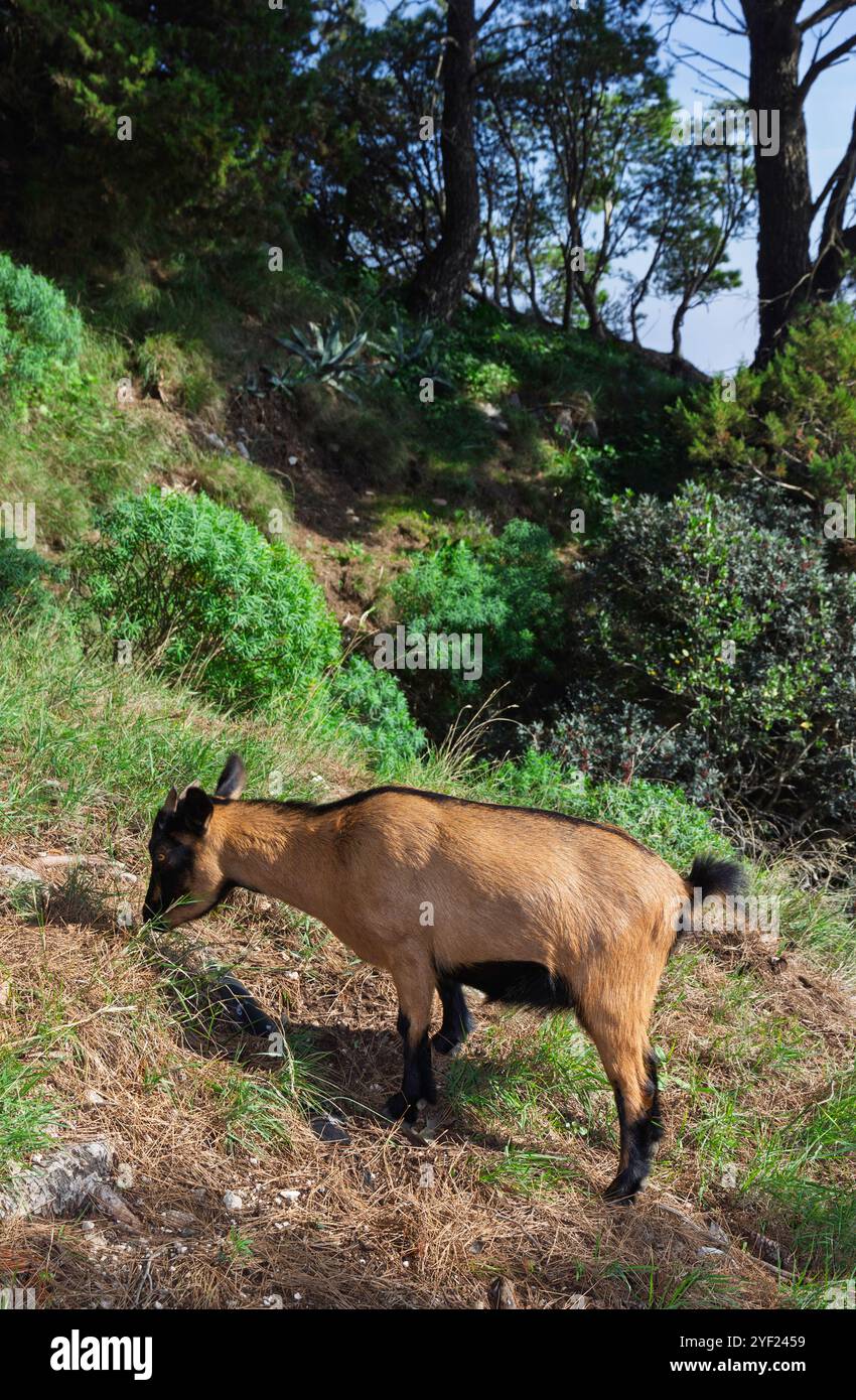 Tiberius villa jovis capri hi-res stock photography and images - Alamy
