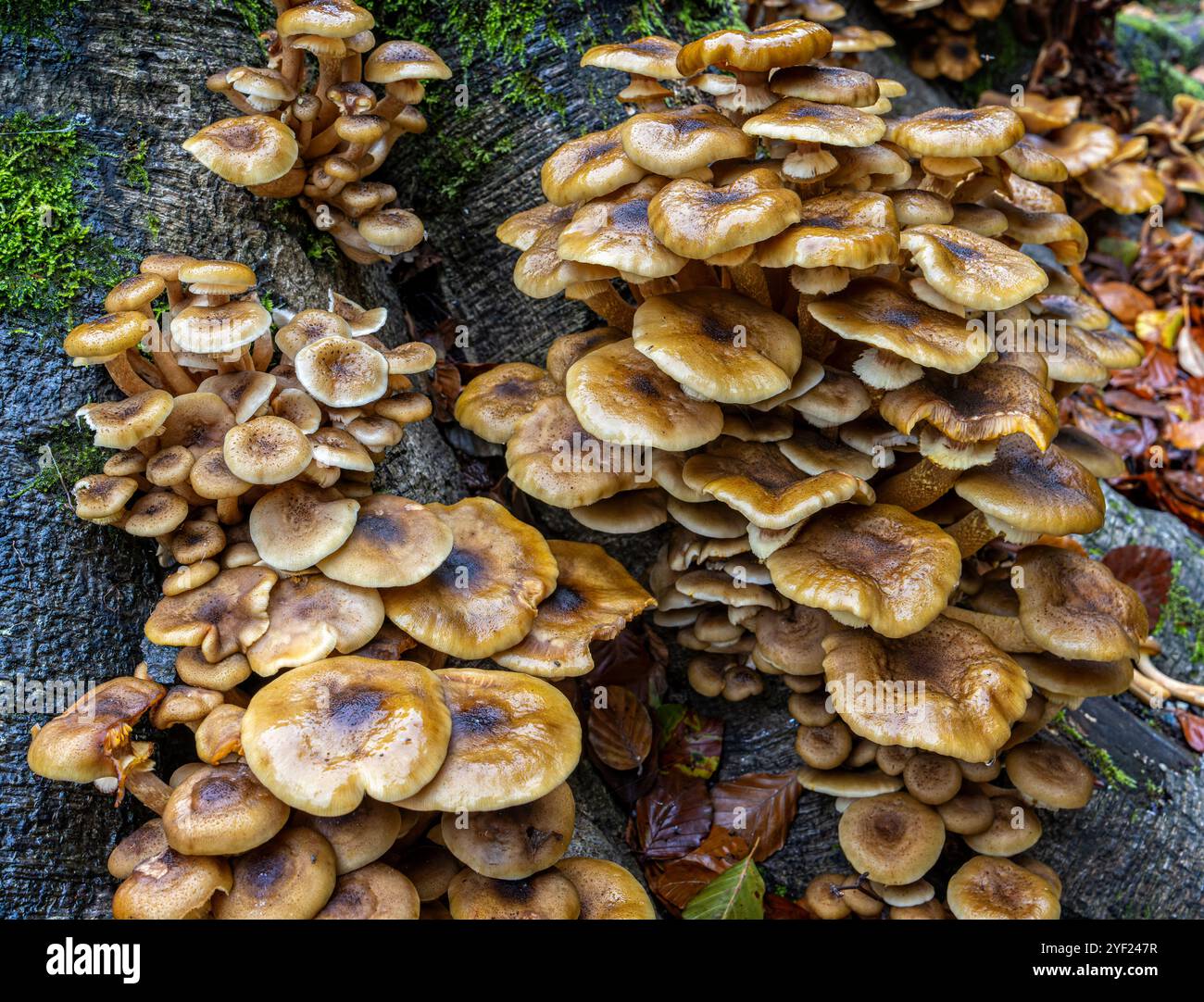Large numbers of bracket funghi growing on tree trunk in Cornwall, UK ...