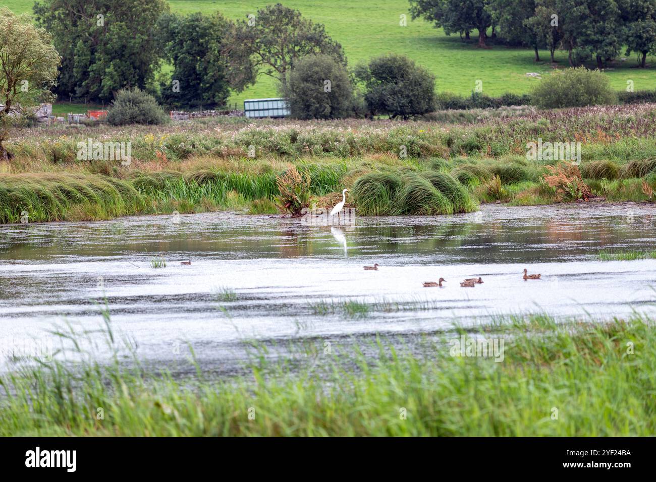 Leighton Moss RSPB reserve, Lancashire, England, United Kingdom Stock ...
