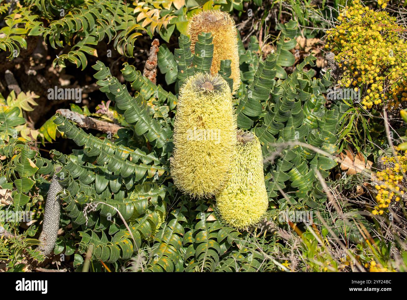 Banksia grandis, Bull Banksia Stock Photo - Alamy