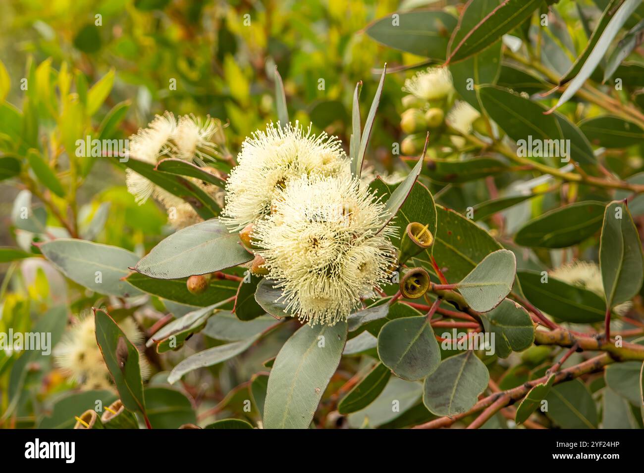 Eucalyptus platypus, Coastal Moort Stock Photo - Alamy