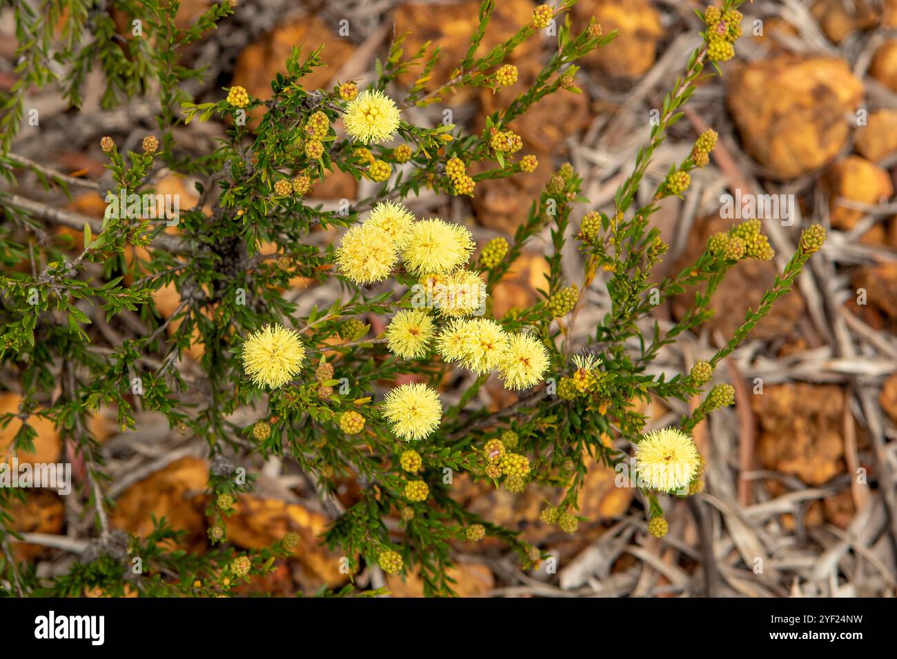 Acacia paradoxa, Kangaroo Acacia Stock Photo - Alamy
