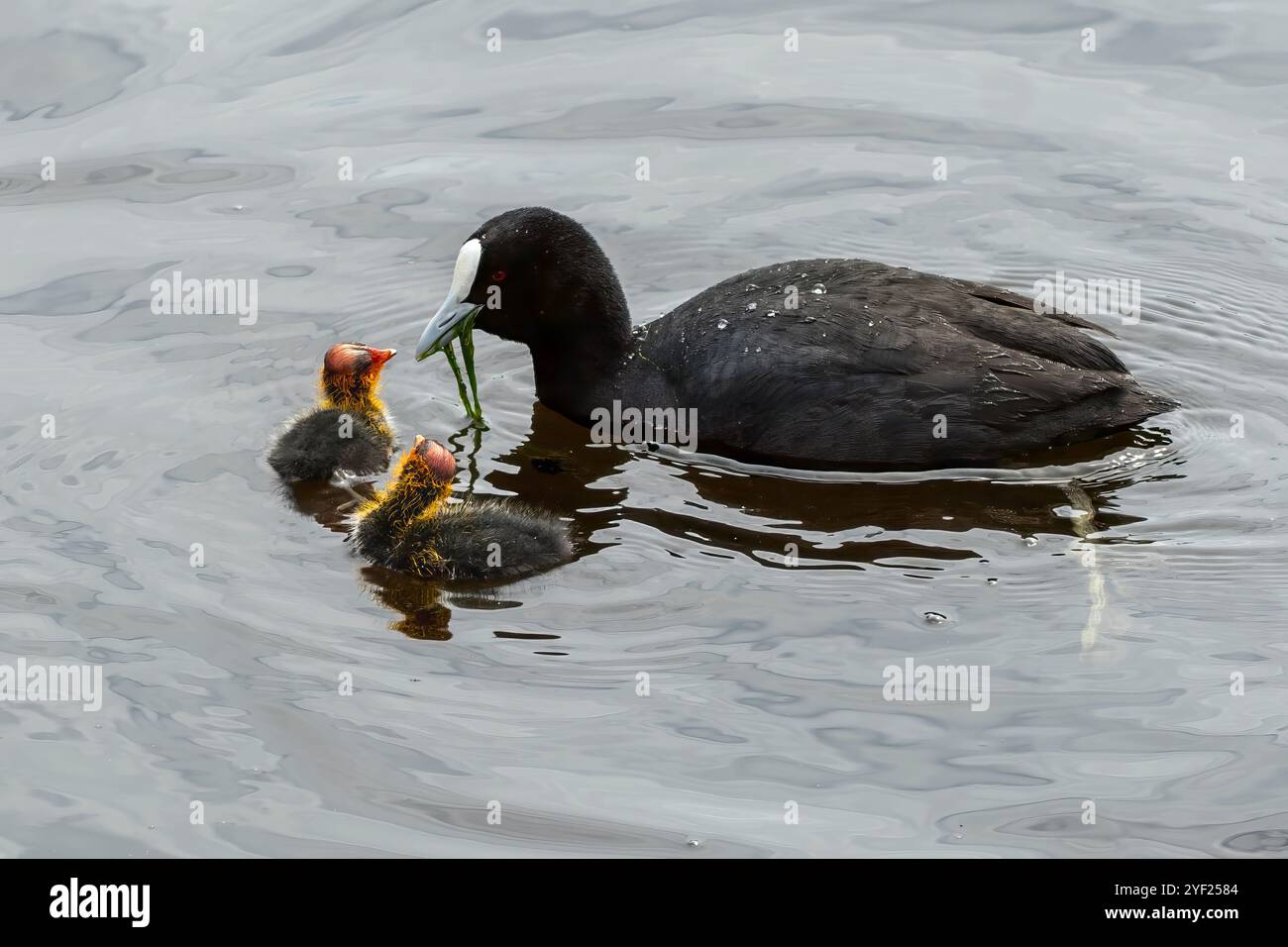 Eurasian Coot and Chicks, Fulica atra at Big Swamp, Bunbury, Western ...