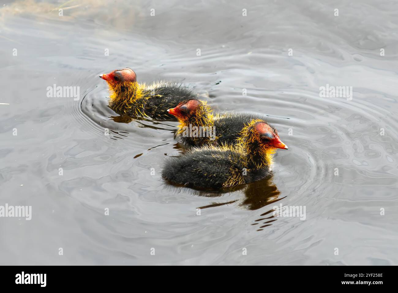 Eurasian Coot Chicks, Fulica atra at Big Swamp, Bunbury, Western ...