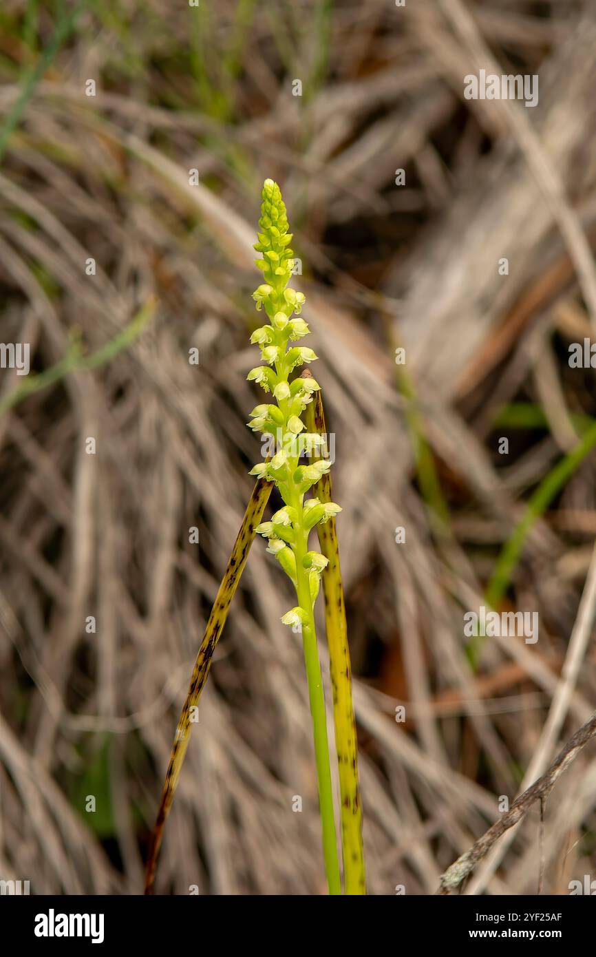 Microtis media, Common Mignonette Orchid Stock Photo - Alamy