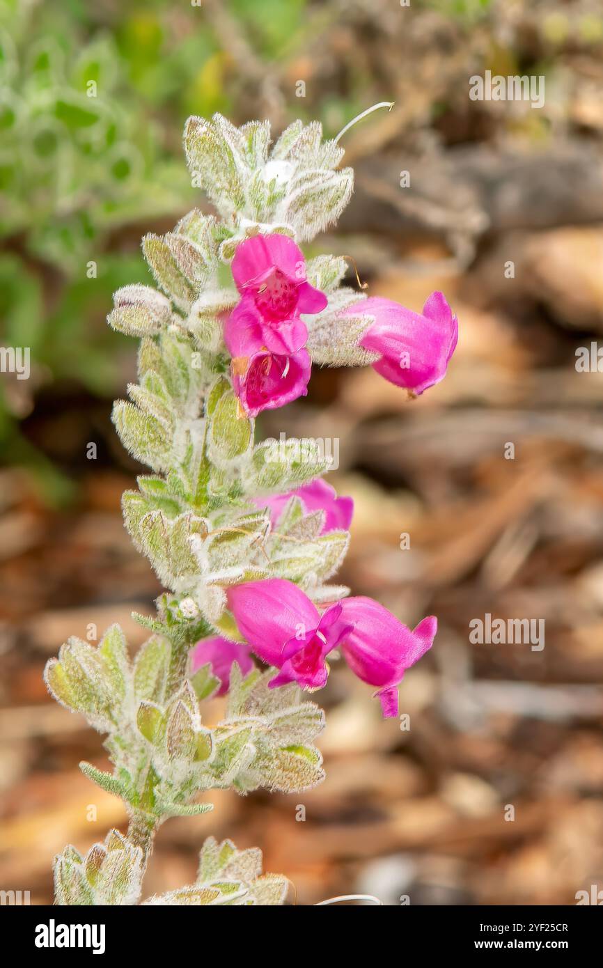 Dasymalla terminalis hi-res stock photography and images - Alamy