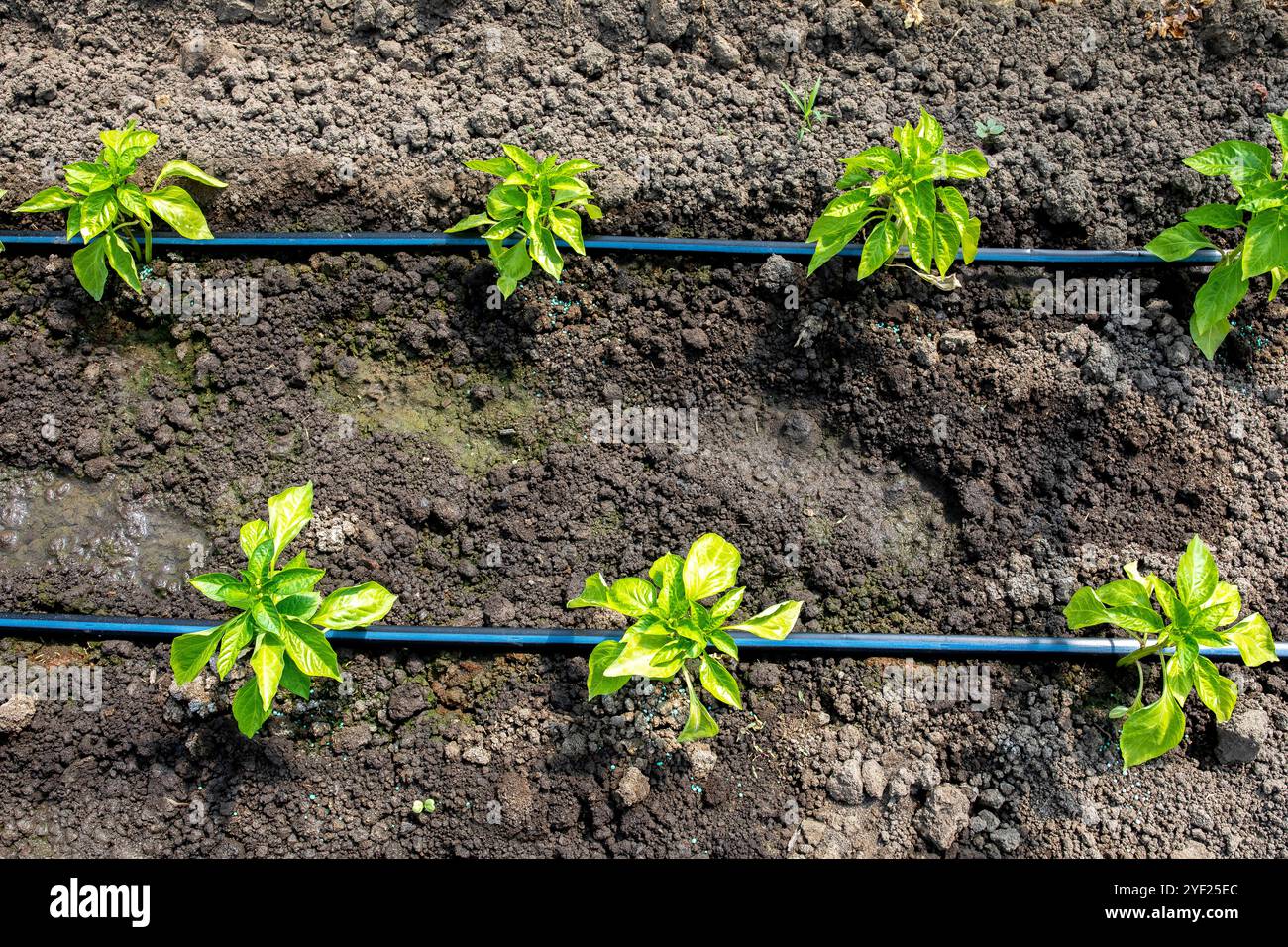 Plants and irrigation hoses in a greenhouse in Timis province, Romania ...