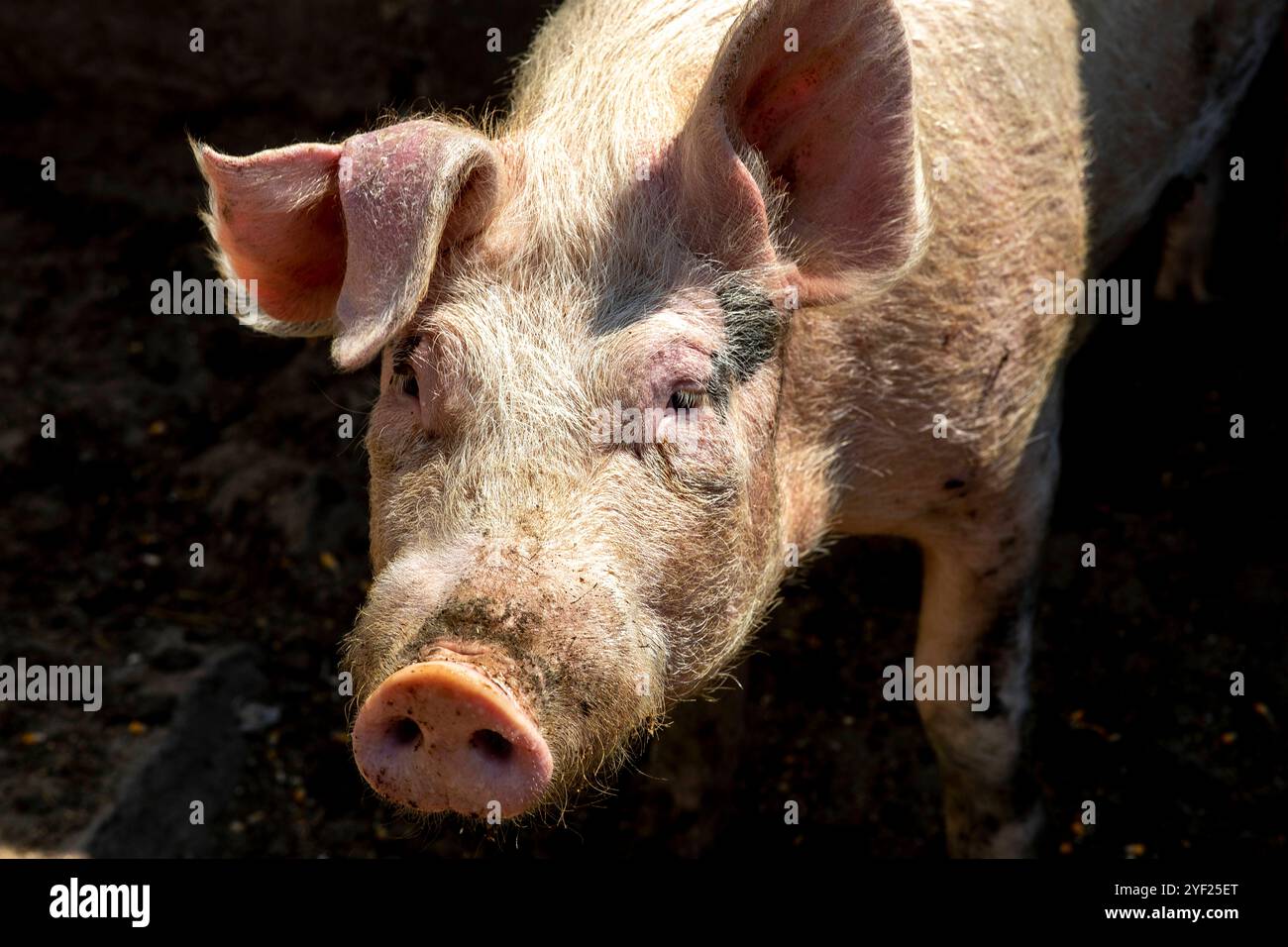 Pig in a farm in Timis province, Romania Pig in a farm in Timis ...