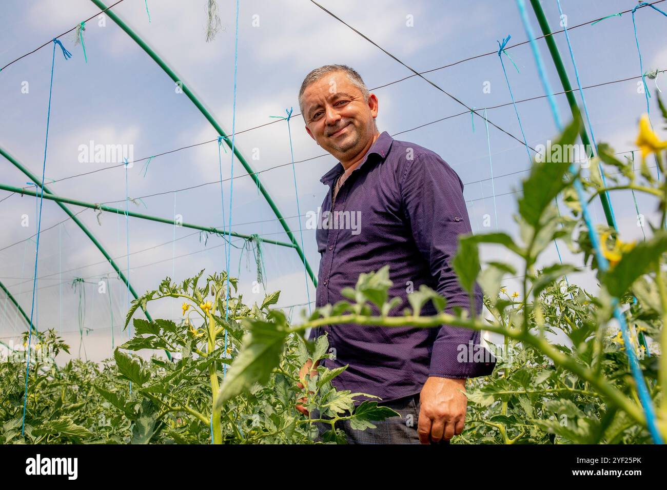 Romanian vegetable producer in one of his greenhouses in Timis province ...