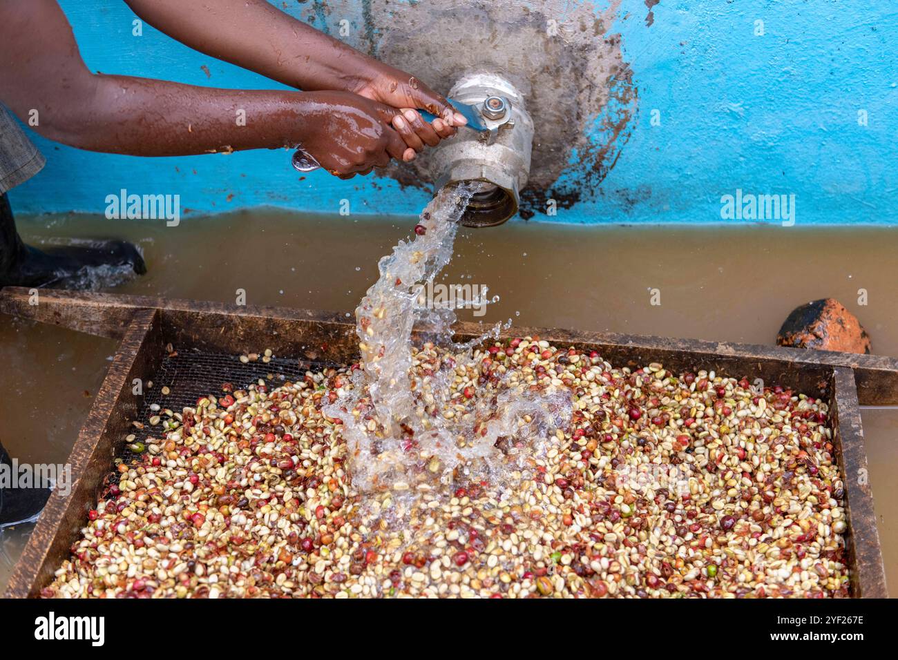 Abakundakawa coffee grower s cooperative, Minazi coffee washing station ...