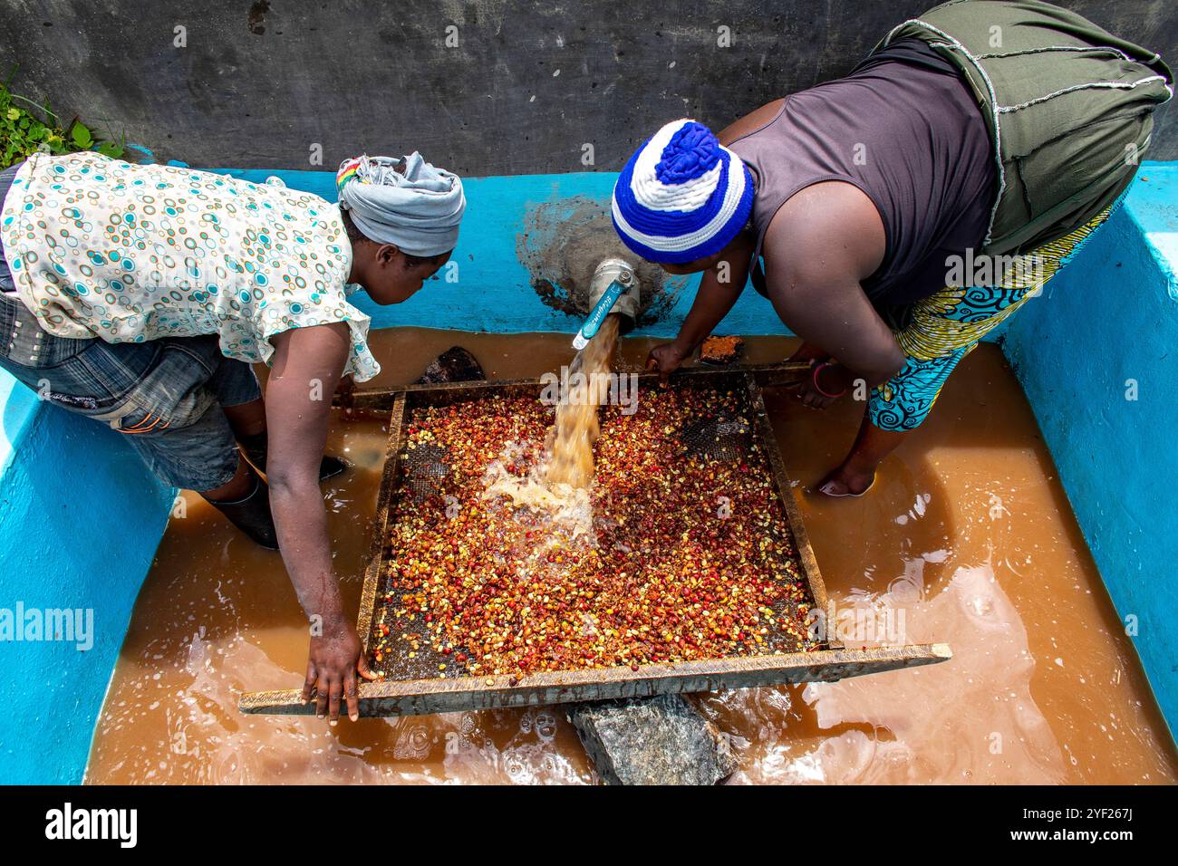 Abakundakawa coffee grower s cooperative, Minazi coffee washing station ...