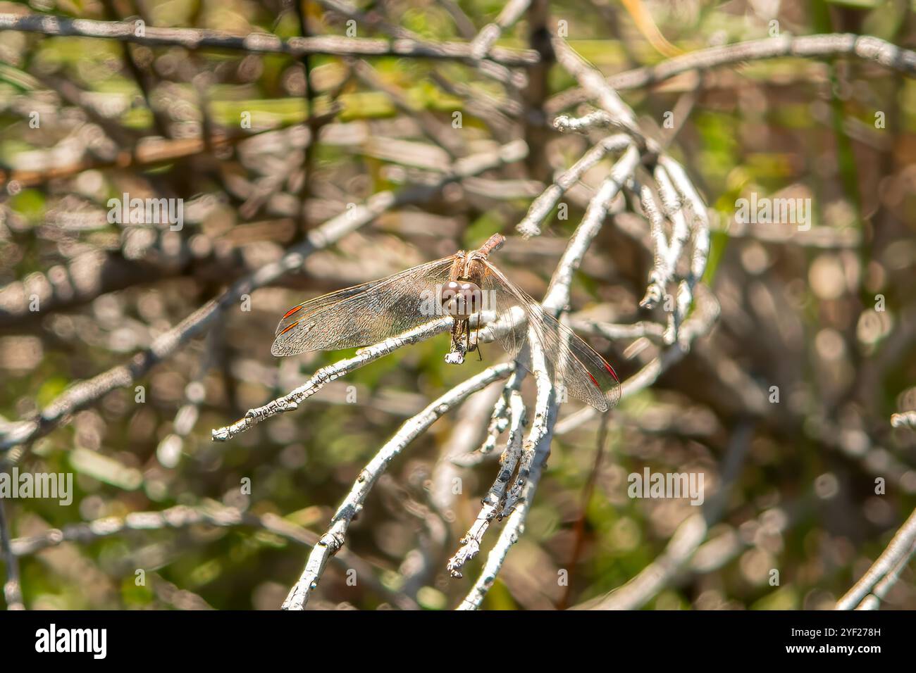 Wandering pennant dragonfly hi-res stock photography and images - Alamy