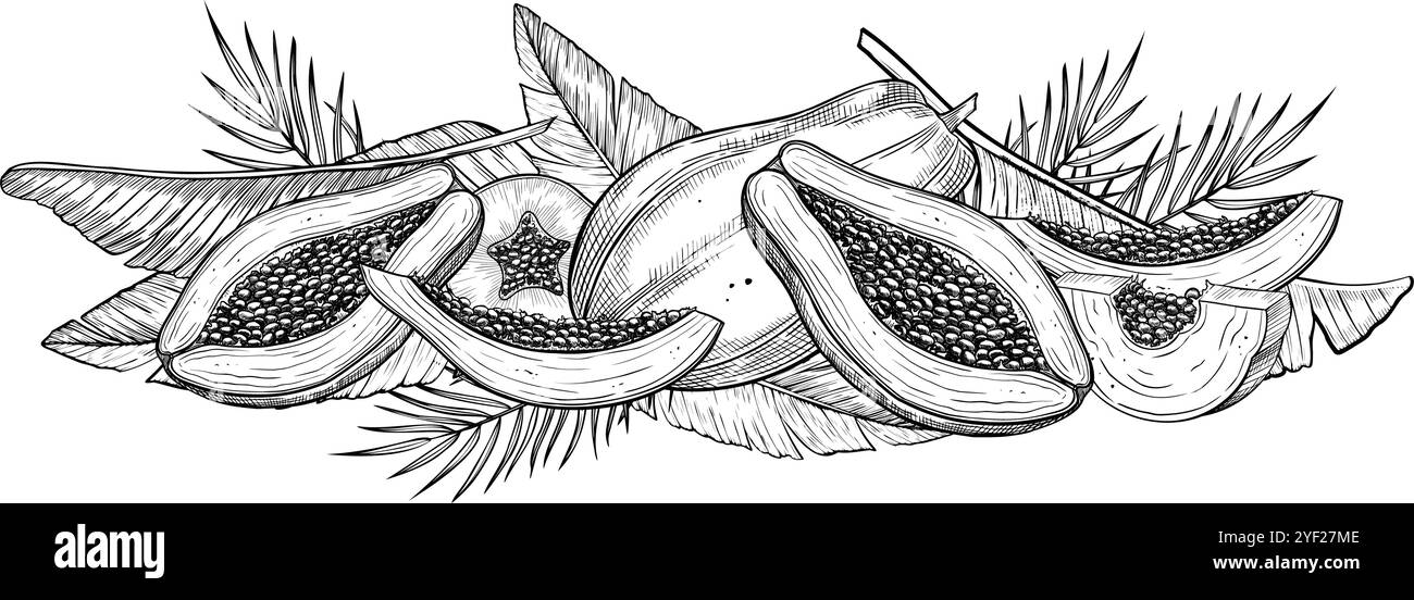Papaya Fruit and palm Leaves vector illustration. Outline drawing of ...