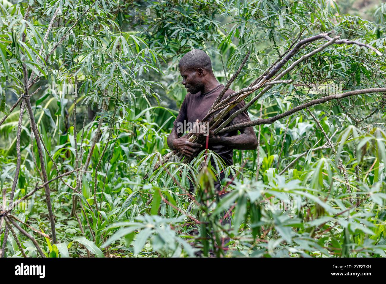 Man gathering sticks in Rutsiro district, Rwanda Man gathering sticks ...